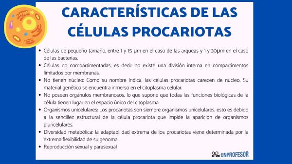 Células PROCARIOTAS: Descubre sus CARACTERÍSTICAS y FUNCIÓN