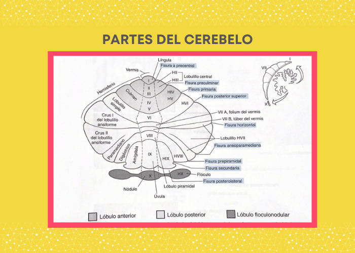 Corteza Cerebelosa: Capas Clave y Funciones Esenciales