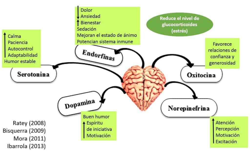 Corteza Entorrinal: FUNCIONES CLAVE del CEREBRO EXPLICADAS