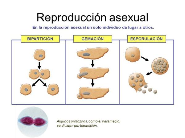 Fisión Binaria: Descubre sus Características y Fases Clave