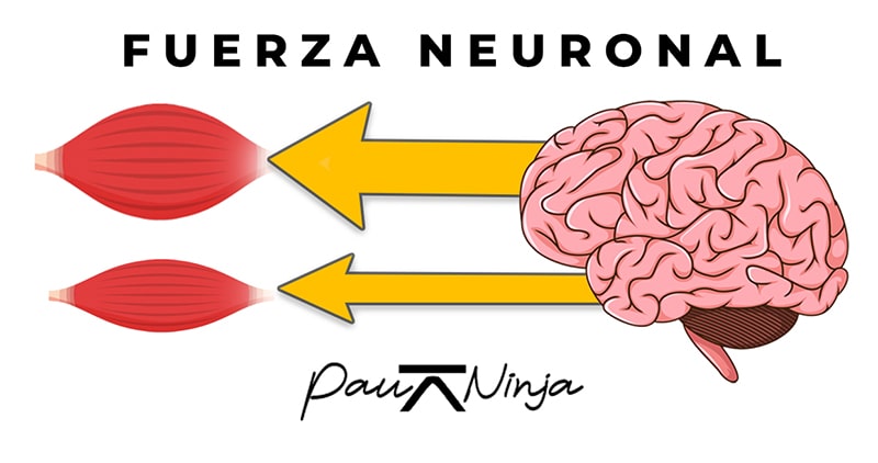 Orexina El Secreto Del SUE O HUMOR Y Control De INGESTA Orexina El Secreto Del SUE O HUMOR Y Control De INGESTA