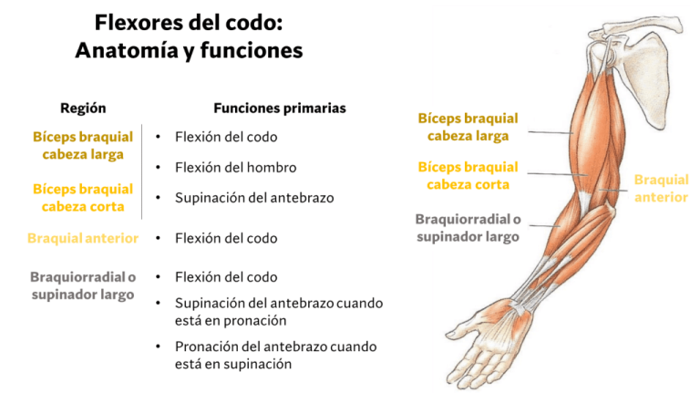 Músculos del Brazo: Funciones Clave que Debes Conocer