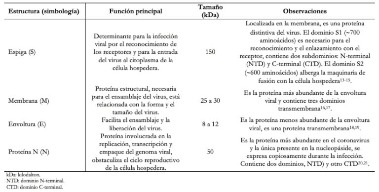 Tipos de VIRUS HUMANOS: CLASIFICACIÓN y EJEMPLOS ESENCIALES
