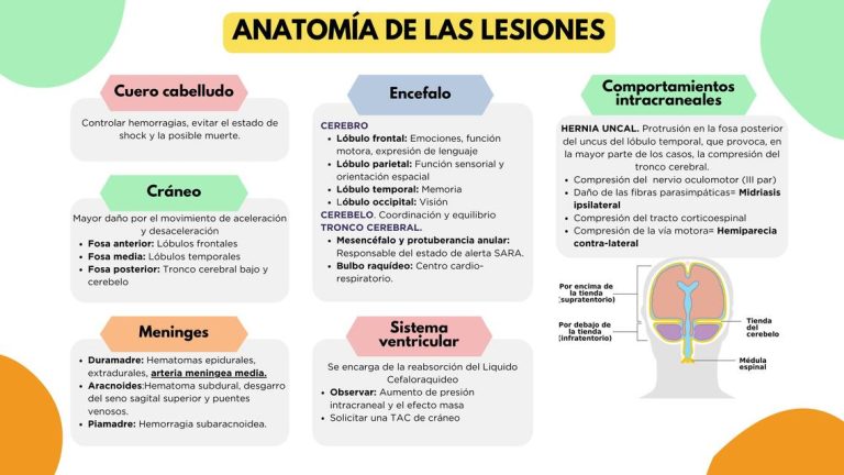 UNCUS y HERNIA: Claves de su Impacto en el Cerebro